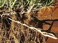 Bermuda Grass Pictures: Photos for Identification and Comparison