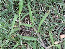 Bermuda Grass Pictures: Photos for Identification and Comparison