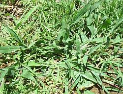 Crabgrass Pictures For All Stages Of Growth