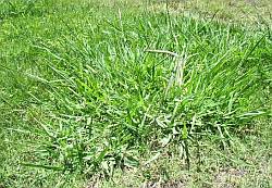 Crabgrass Pictures For All Stages Of Growth