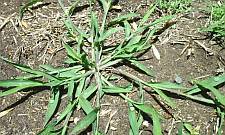 What Does Crabgrass Look Like?