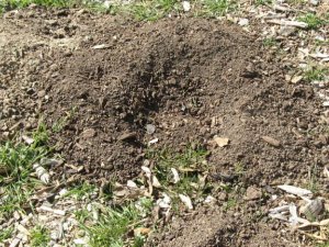 Guide To Using Gopher Poisons